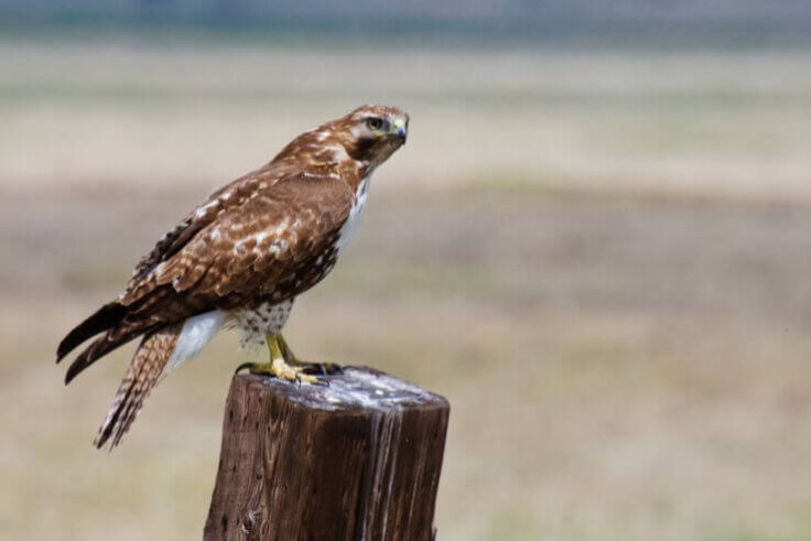 Falcons in Oregon and Where to Find Then - AviBirds