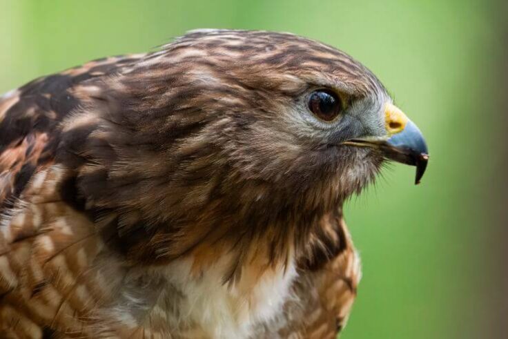 8 Hawks in Connecticut (With Pictures) - Avibirds.com