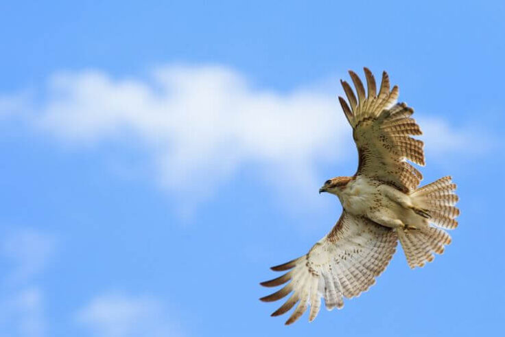 Hawks in Idaho (With Pictures) - Avibirds.com