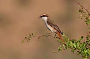 32 Types of Shrikes (With Pictures) - Avibirds.com