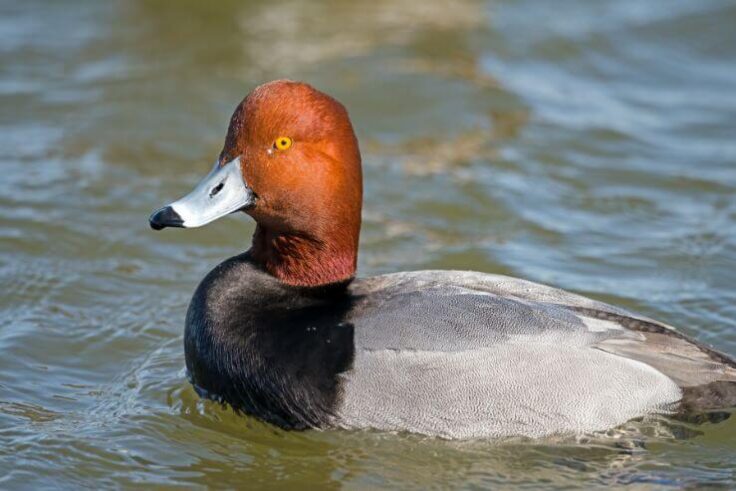 25 Ducks in Minnesota (With Pictures) - Avibirds.com