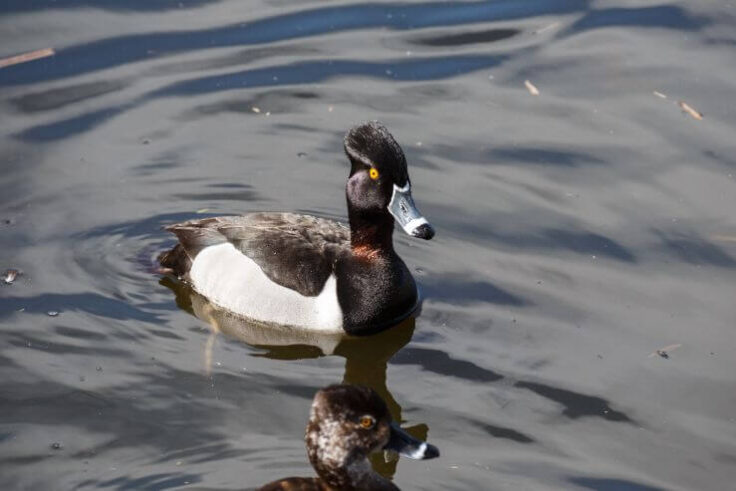 25 Ducks in Ohio (With Pictures) - Avibirds.com