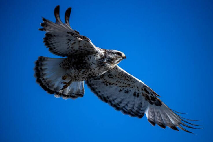 9 Hawks in Pennsylvania (With Pictures) - Avibirds.com