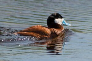 25 Ducks in Ohio (With Pictures) - Avibirds.com
