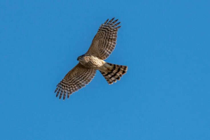 9 Hawks in Pennsylvania (With Pictures) - Avibirds.com