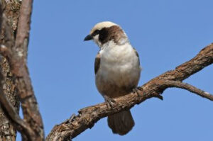 32 Types of Shrikes (With Pictures) - Avibirds.com