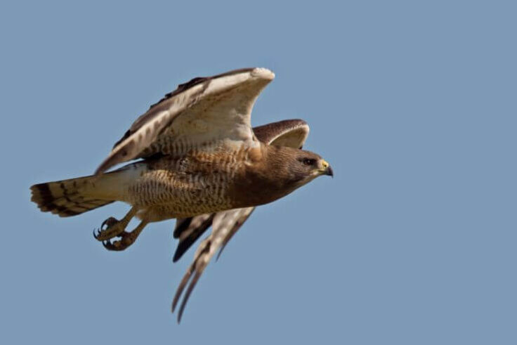 9 Hawks in Pennsylvania (With Pictures) - Avibirds.com