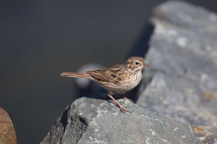 17 Sparrows in Tennessee (With Pictures) - AviBirds