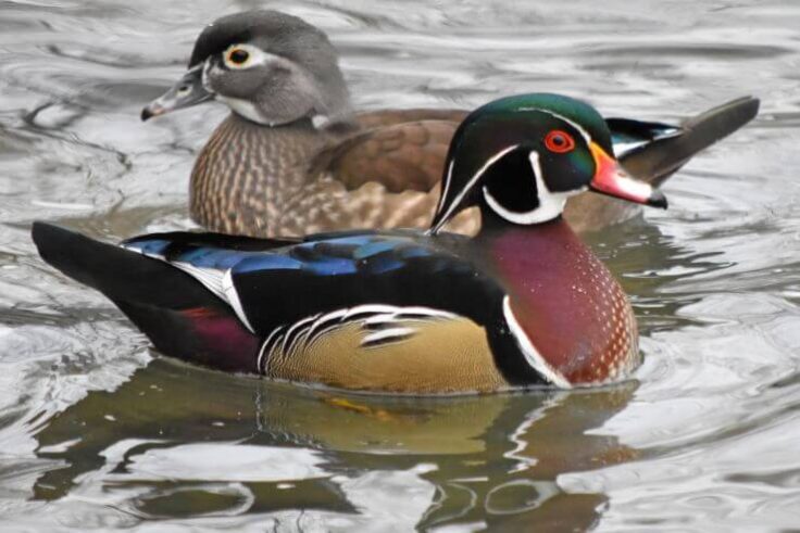 25 Ducks in Ohio (With Pictures) - Avibirds.com