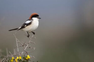 32 Types of Shrikes (With Pictures) - Avibirds.com