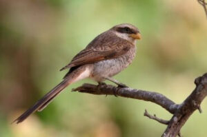 32 Types of Shrikes (With Pictures) - Avibirds.com
