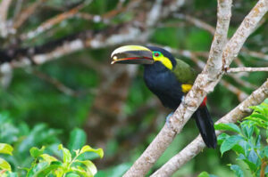 Types of Toucan Species and Their Allies (Ramphastidae) - Avibirds.com