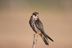 64 Types of Falcons (With Pictures) - Avibirds.com