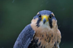 64 Types of Falcons (With Pictures) - Avibirds.com