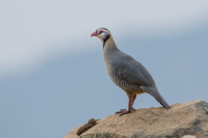Types of Partridge Bird Species (With Pictures) - Avibirds.com