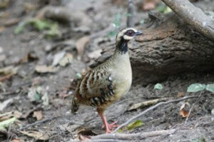 Types of Partridge Bird Species (With Pictures) - Avibirds.com