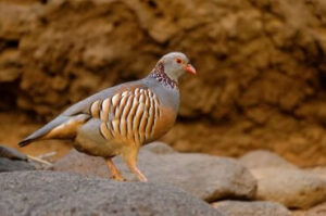 Types of Partridge Bird Species (With Pictures) - Avibirds.com
