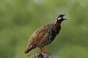 Types of Partridge Bird Species (With Pictures) - Avibirds.com