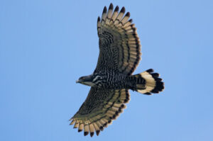 62 Types of Eagles (Accipitridae) (With Pictures) - Avibirds.com