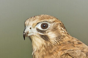 64 Types of Falcons (With Pictures) - Avibirds.com