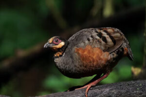 Types of Partridge Bird Species (With Pictures) - Avibirds.com