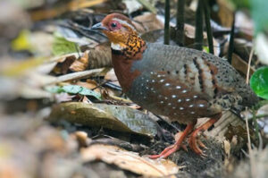 Types of Partridge Bird Species (With Pictures) - Avibirds.com
