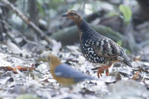 Types of Partridge Bird Species (With Pictures) - Avibirds.com