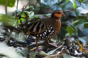 Types of Partridge Bird Species (With Pictures) - Avibirds.com