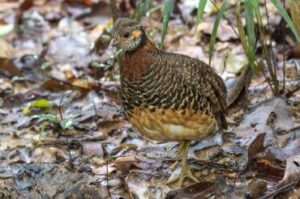 Types of Partridge Bird Species (With Pictures) - Avibirds.com