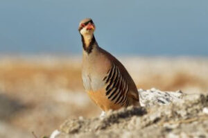 Types of Partridge Bird Species (With Pictures) - Avibirds.com