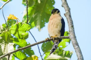 64 Types of Falcons (With Pictures) - AviBirds