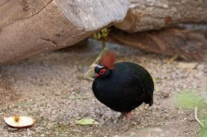 Types of Partridge Bird Species (With Pictures) - Avibirds.com