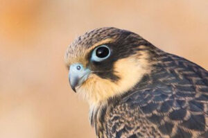 64 Types of Falcons (With Pictures) - Avibirds.com
