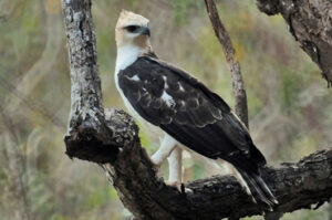 62 Types of Eagles (Accipitridae) (With Pictures) - AviBirds