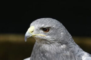 64 Types of Falcons (With Pictures) - Avibirds.com