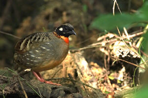 Types of Partridge Bird Species (With Pictures) - Avibirds.com