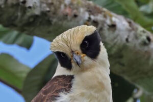 64 Types of Falcons (With Pictures) - Avibirds.com