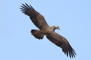 62 Types of Eagles (Accipitridae) (With Pictures) - Avibirds.com