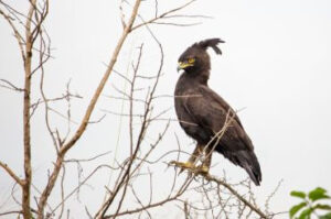 62 Types of Eagles (Accipitridae) (With Pictures) - AviBirds