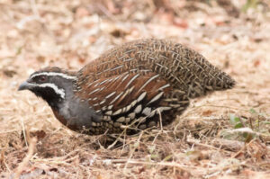 Types of Partridge Bird Species (With Pictures) - Avibirds.com
