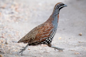 Types of Partridge Bird Species (With Pictures) - Avibirds.com