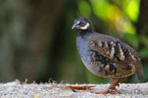 Types of Partridge Bird Species (With Pictures) - Avibirds.com