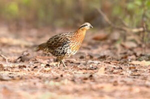 Types of Partridge Bird Species (With Pictures) - Avibirds.com