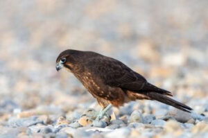 64 Types of Falcons (With Pictures) - Avibirds.com