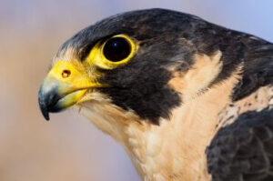 64 Types of Falcons (With Pictures) - Avibirds.com
