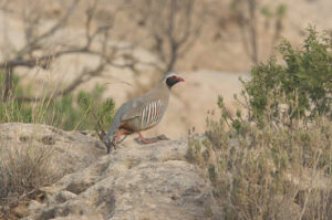 Types of Partridge Bird Species (With Pictures) - Avibirds.com