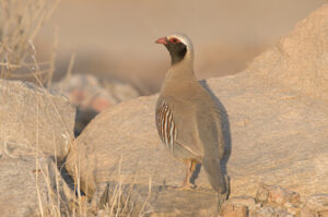 Types of Partridge Bird Species (With Pictures) - Avibirds.com