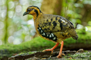Types of Partridge Bird Species (With Pictures) - Avibirds.com