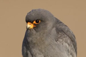 64 Types of Falcons (With Pictures) - AviBirds