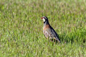 Types of Partridge Bird Species (With Pictures) - Avibirds.com